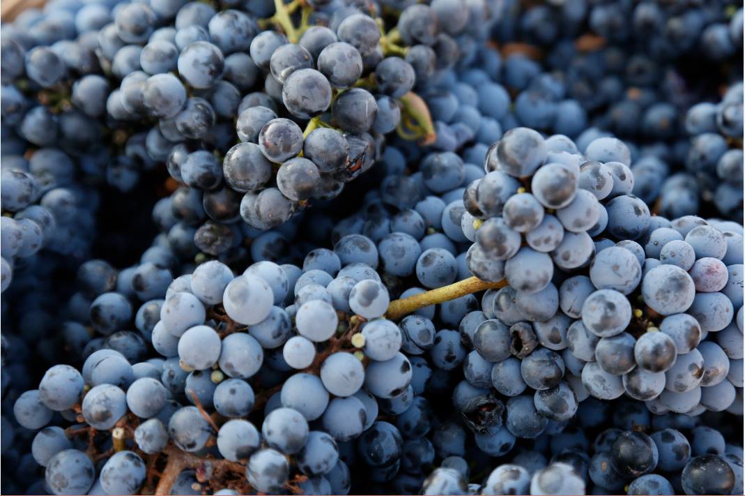 RITRATTI: Il-Festival tal-għeneb fis-Siġġiewi - bl-attrazzjoni tal ...