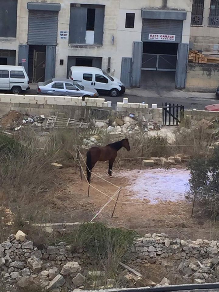 Żiemel f'xemx tiżreġ għal 5 ġimgħat sħaħ - NETnews
