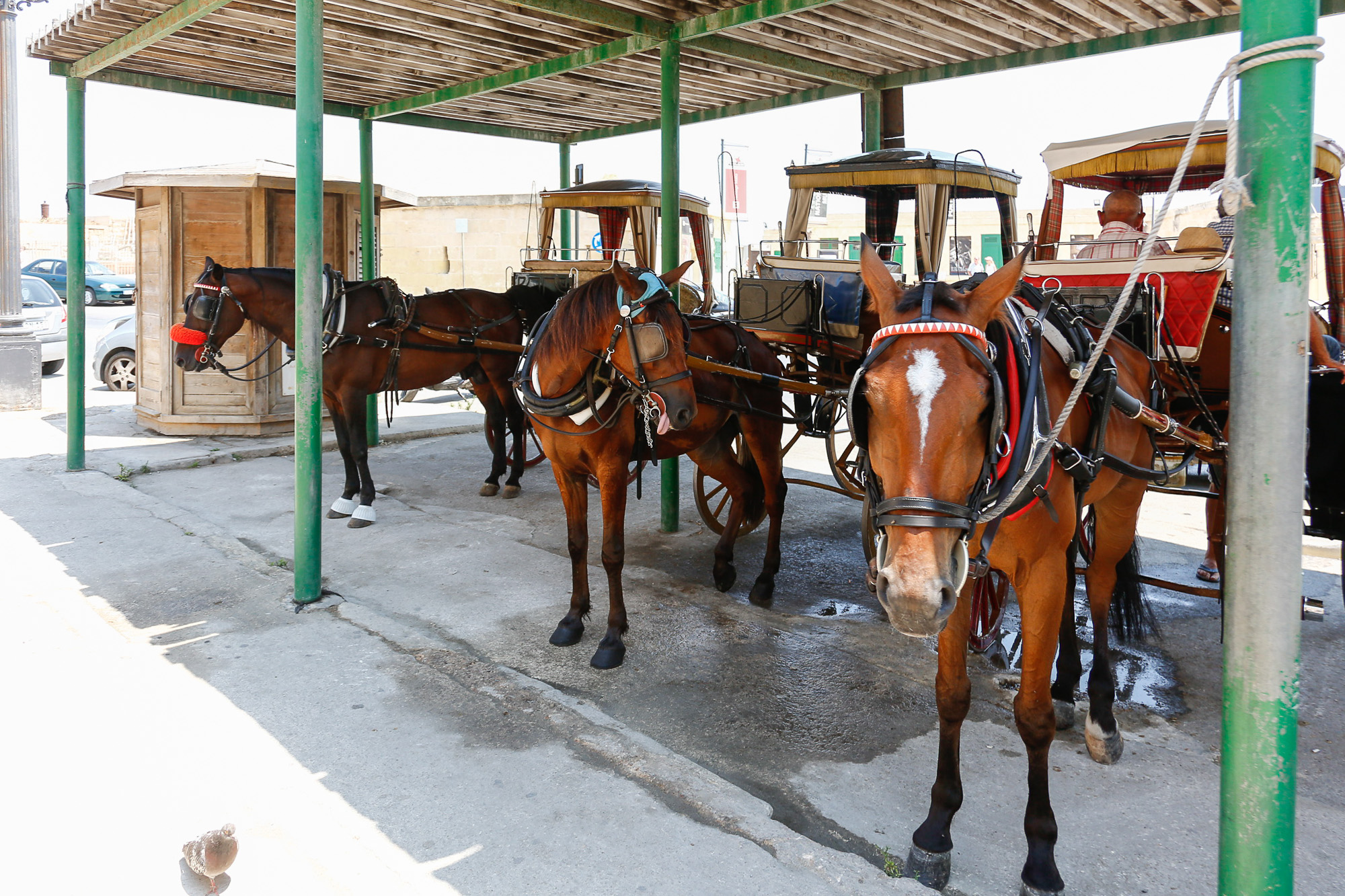 Il-Gvern jgħaddi romblu fuq il-kuċċiera taż-żwiemel - NETnews