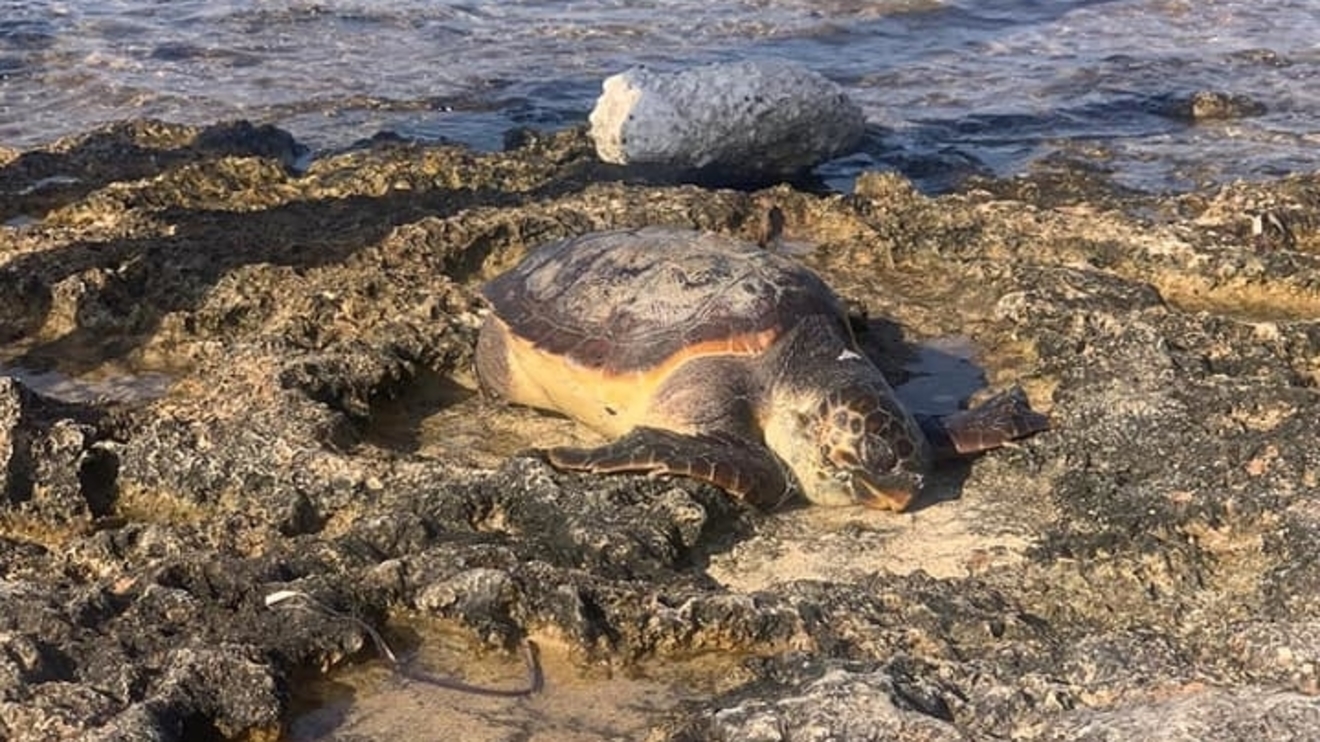Fekruna tal-ilma baħar tinstab bla ħajja - NETnews
