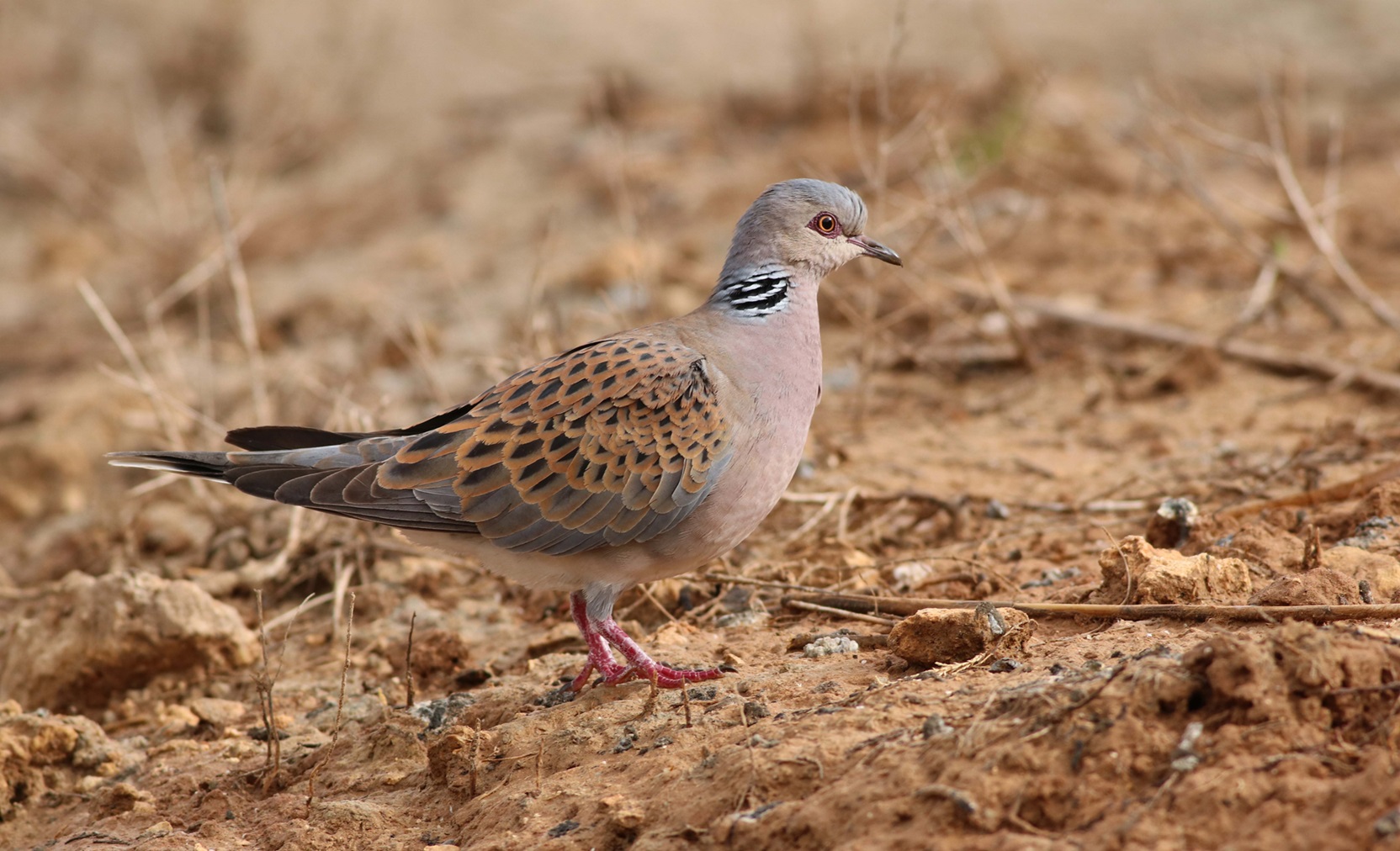 BirdLife Malta tipproponi moratorju fuq il-kaċċa għall-Gamiema fir ...