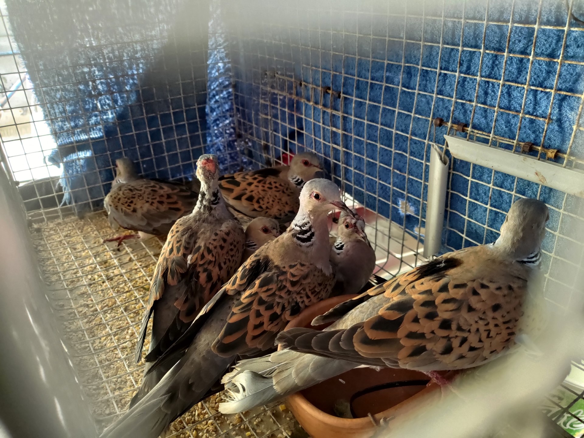 Każ ta’ kaċċa u nsib illegali fil-limiti ta’ Marsaskala - NETnews