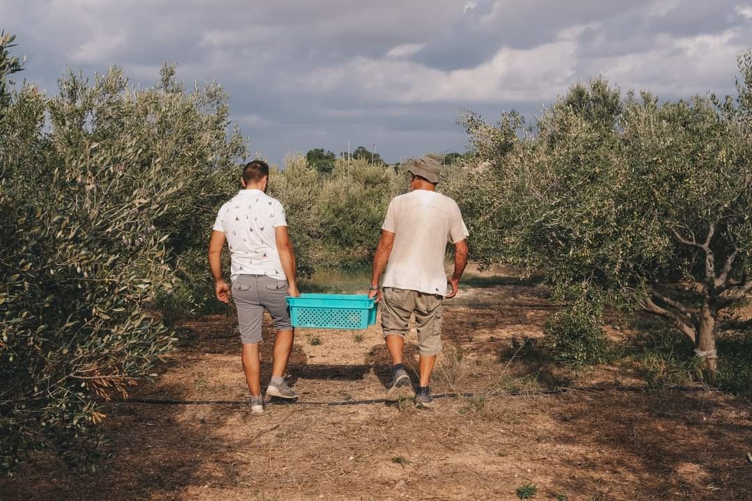 Tnaqqis fl-ammont ta’ ħsad ta’ żebbuġ riżultat tat-tibdil fil-klima ...