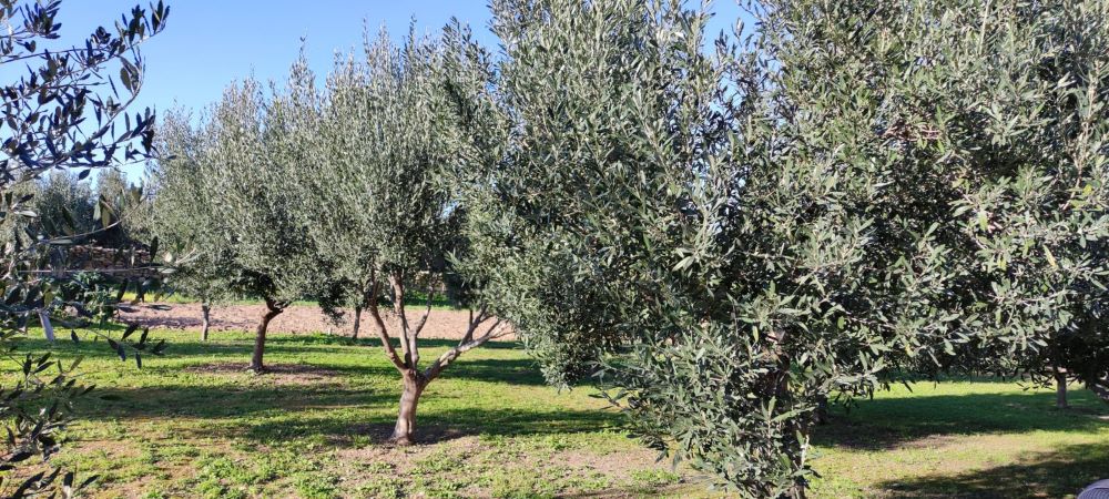 Il-Kooperattiva Produtturi taż-Żebbuġ qed tfittex siġar taż-żebbuġ b ...