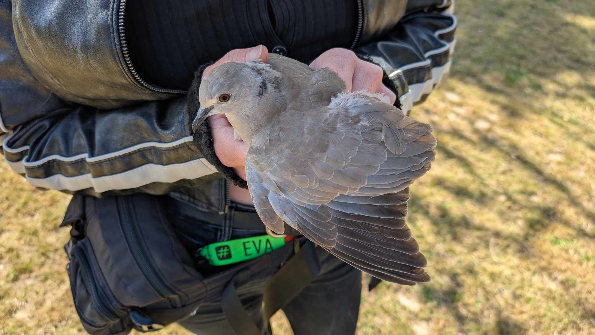 Il-kwota nazzjonali ta’ 1,500 gamiema diġà ntlaħqet illegalment - Bird ...