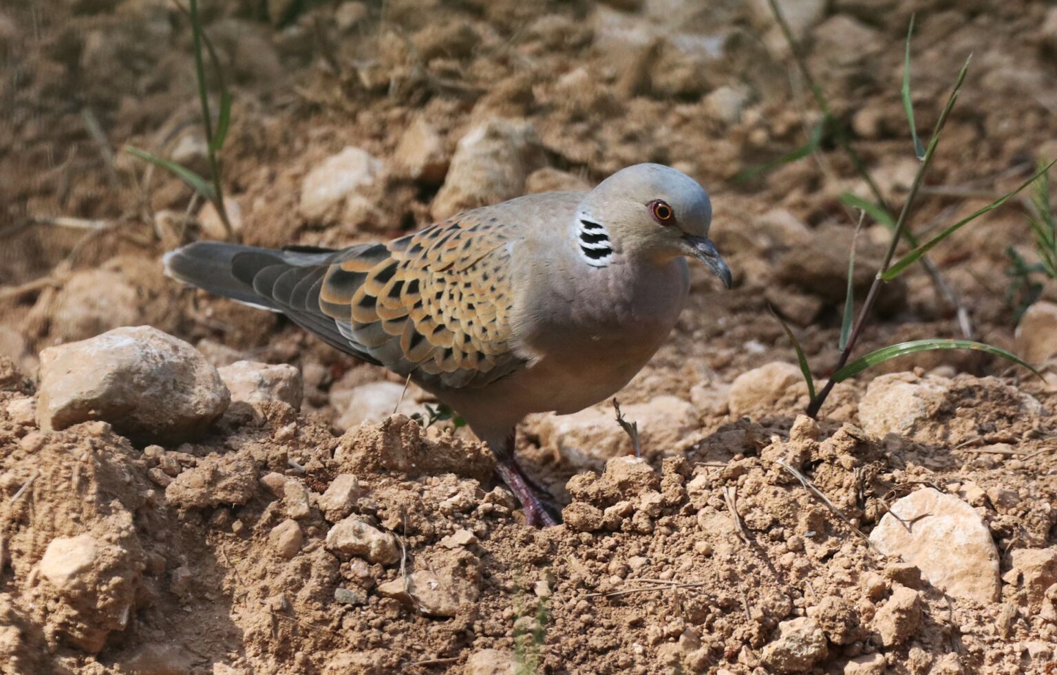 The-European-Turtle-Dove_il-gamiema_Photo-by-BirdLife-Malta - NETnews
