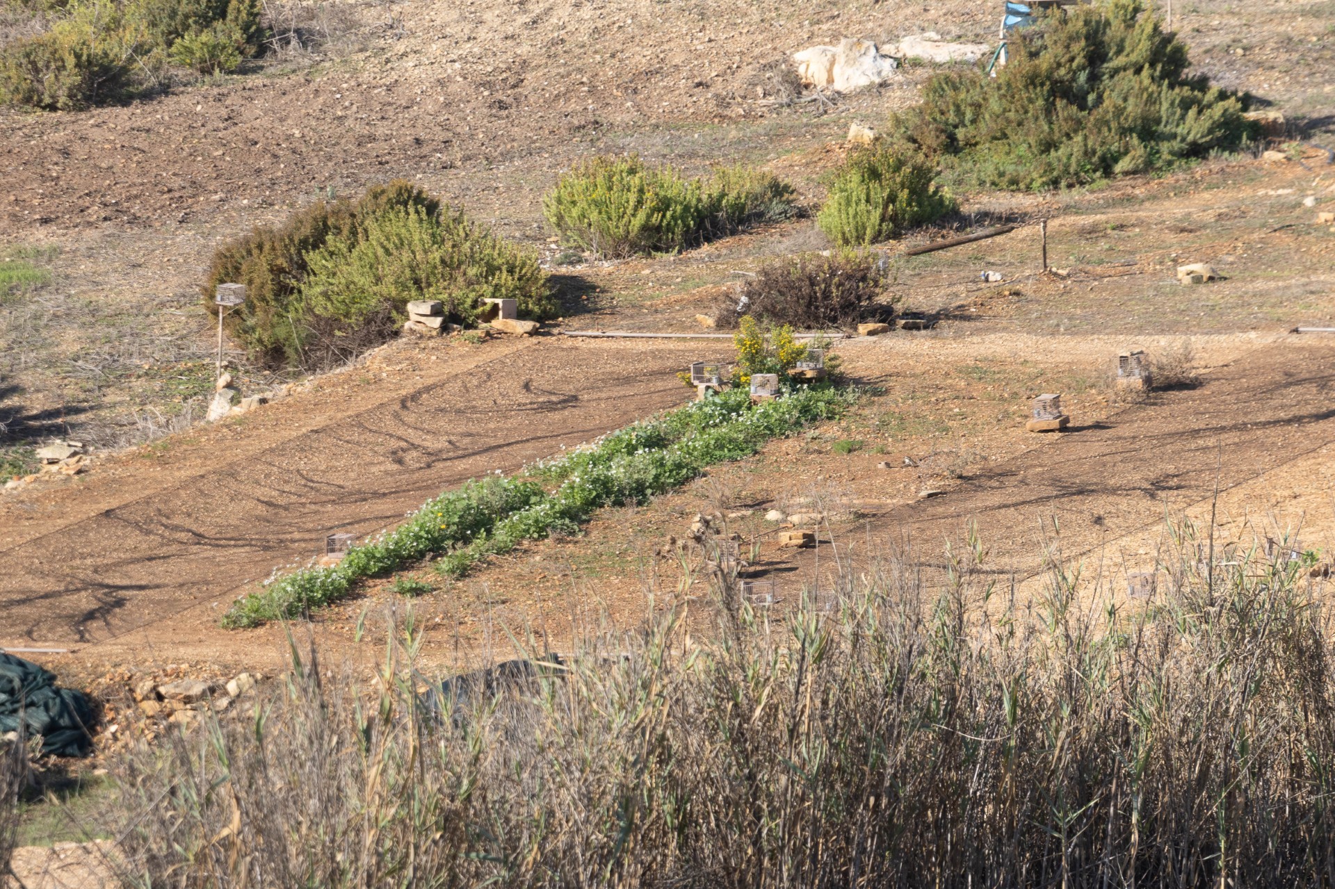 BirdLife Malta tikkundanna d-deċiżjoni tal-Gvern li jerġa’ jiftaħ l ...
