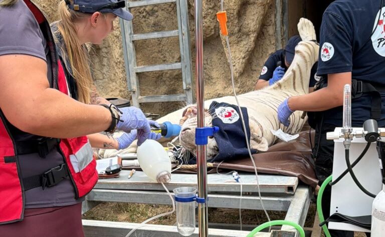 Sterilizzatti 2 tigri u leoparda f'missjoni bejn Vuċi għall-Annimali ...